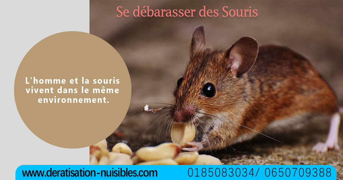 Souris - Spécialiste de l'élimination des infestations de rats, souris